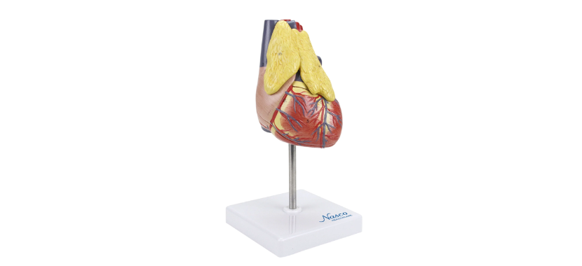 Μοντέλα Ανατομίας: Classic Heart Model with Thymus