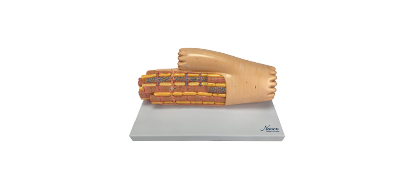 Μοντέλα Ανατομίας: Micro-Anatomy Cardiac Muscle Fiber Model, Enlarged