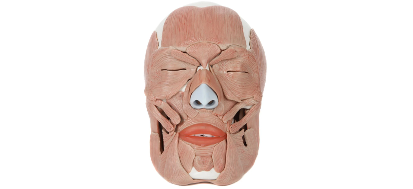 Μοντέλα Ανατομίας: Skull with Facial Muscles Model